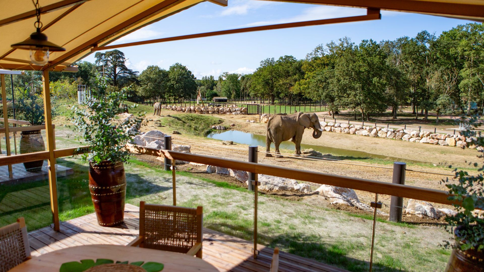 Thoiry accueille son 4ᵉ éléphant et propose une expérience immersive ...