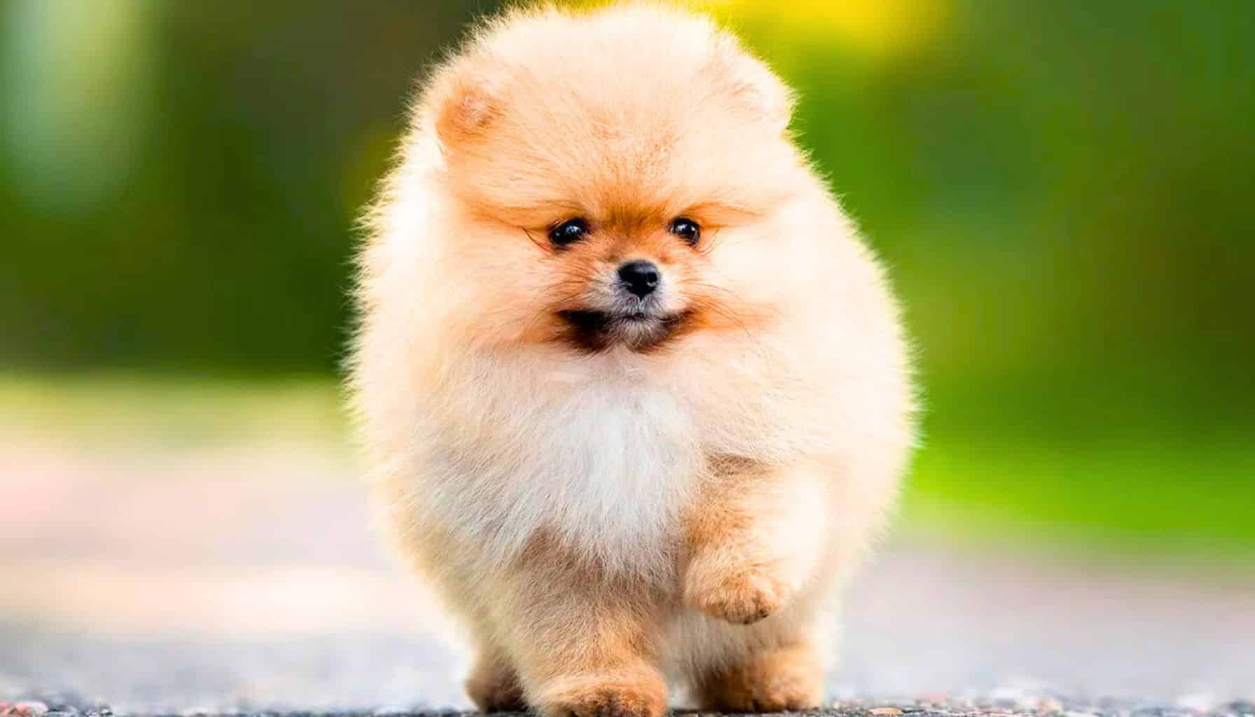 Is Paris finally becoming Dog Friendly? The groundbreaking Parc Monceau experiment