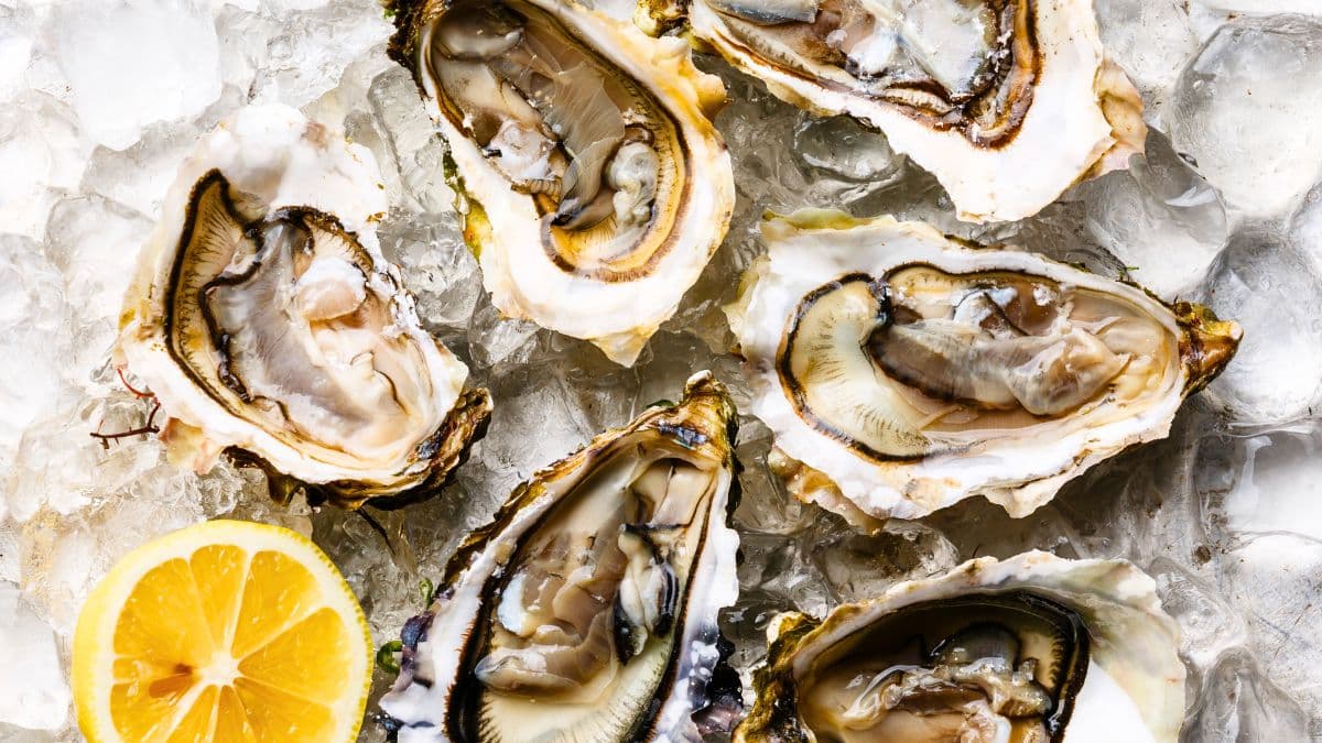 Oysters: an oyster farmer's advice on how to store them properly in the ...